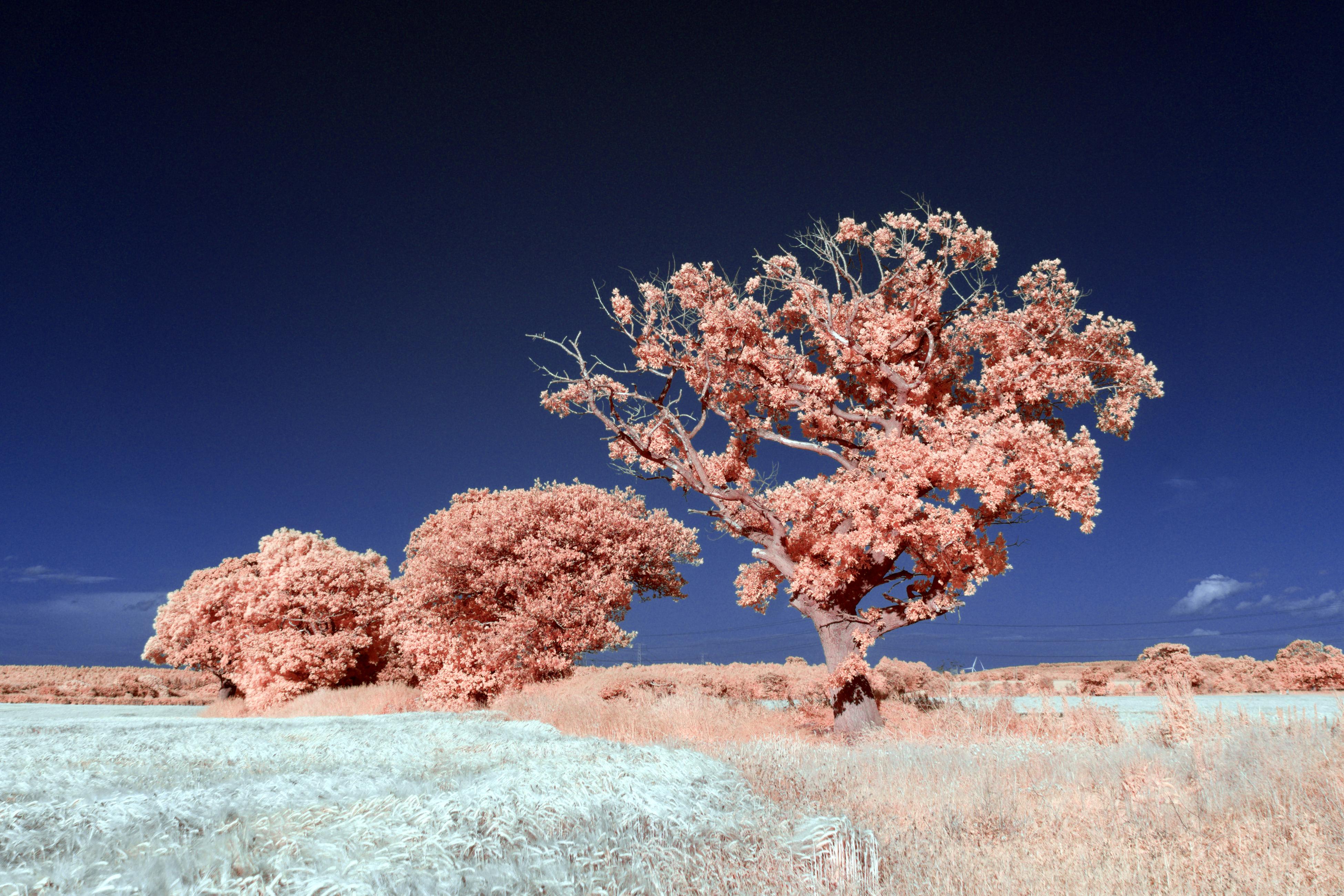 Candy Floss Trees | Scrolller