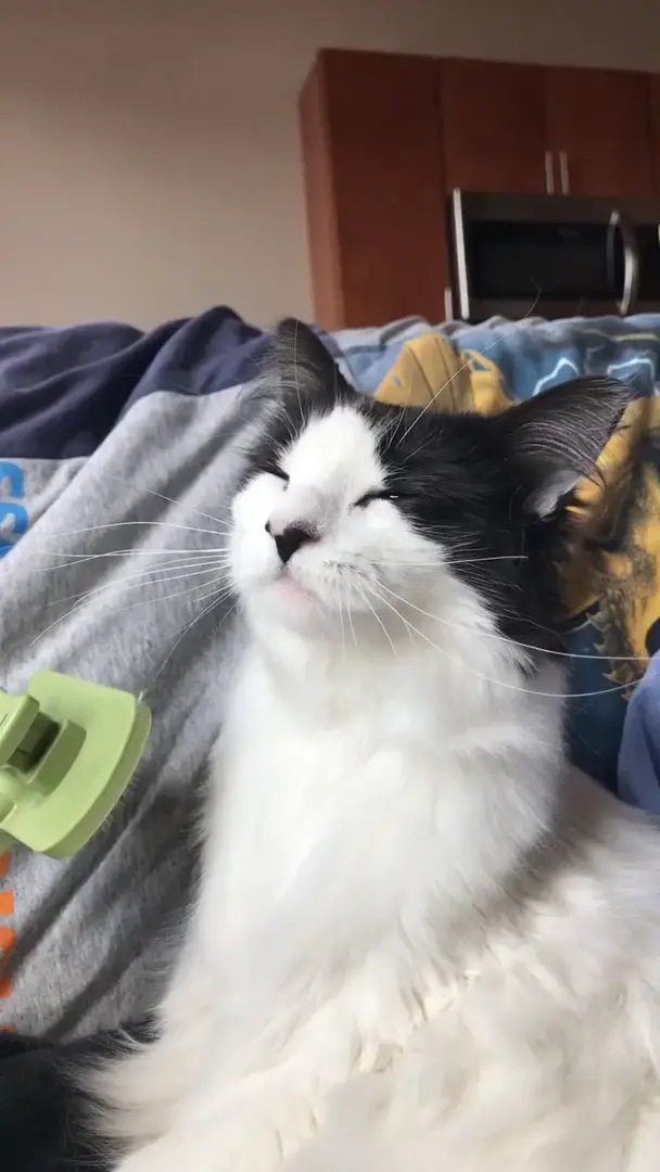 Candy loves a good neck scratch | Scrolller