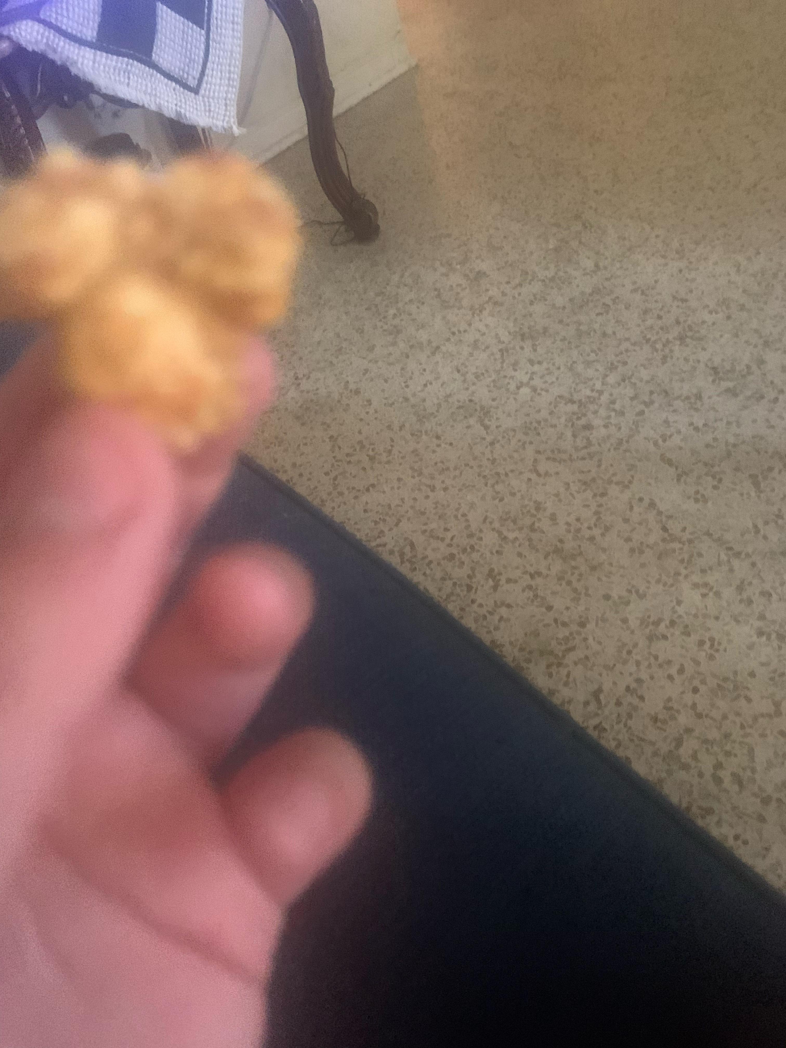 Caramel the adventurer | Scrolller