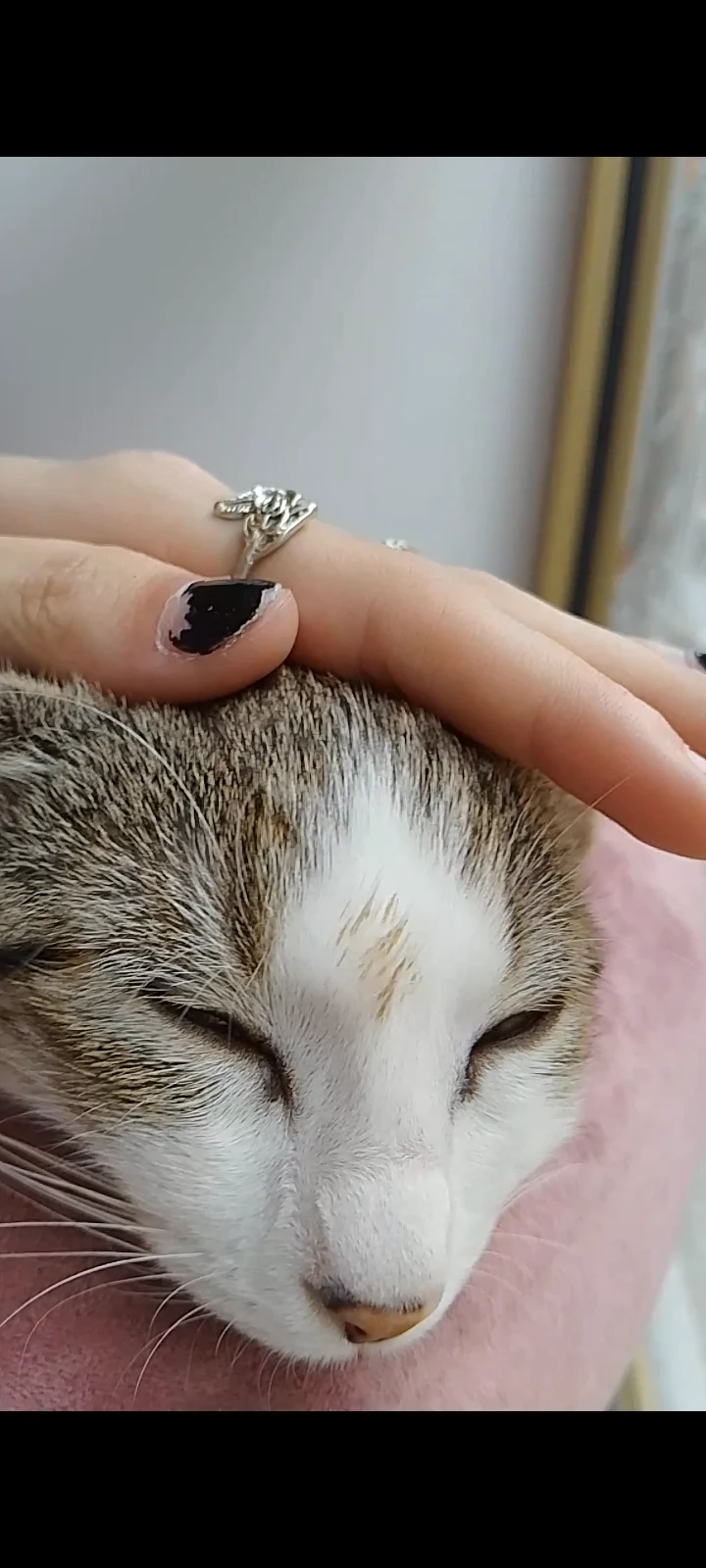 Cat cafe rare stremtch | Scrolller