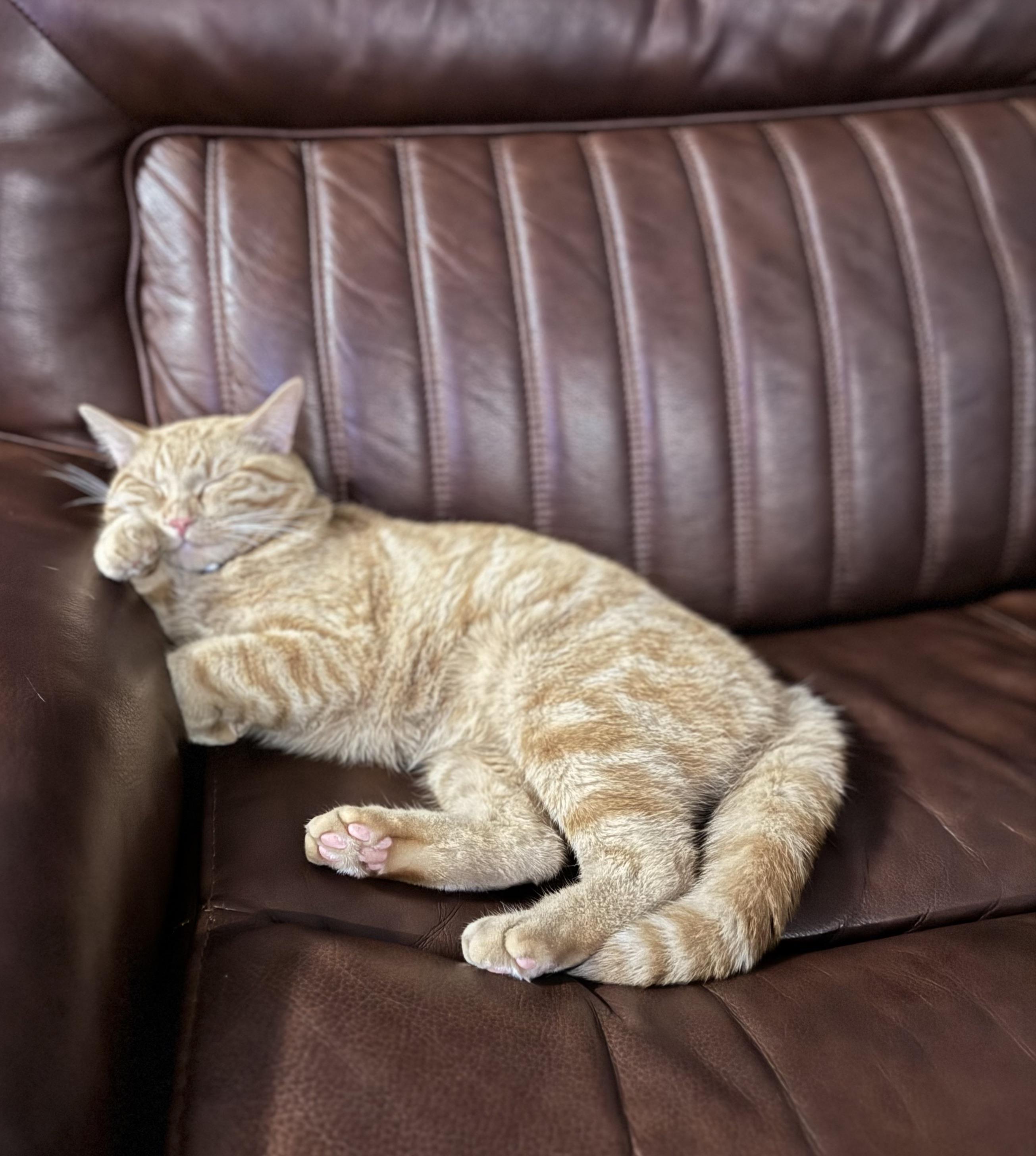 Cat has his own couch | Scrolller