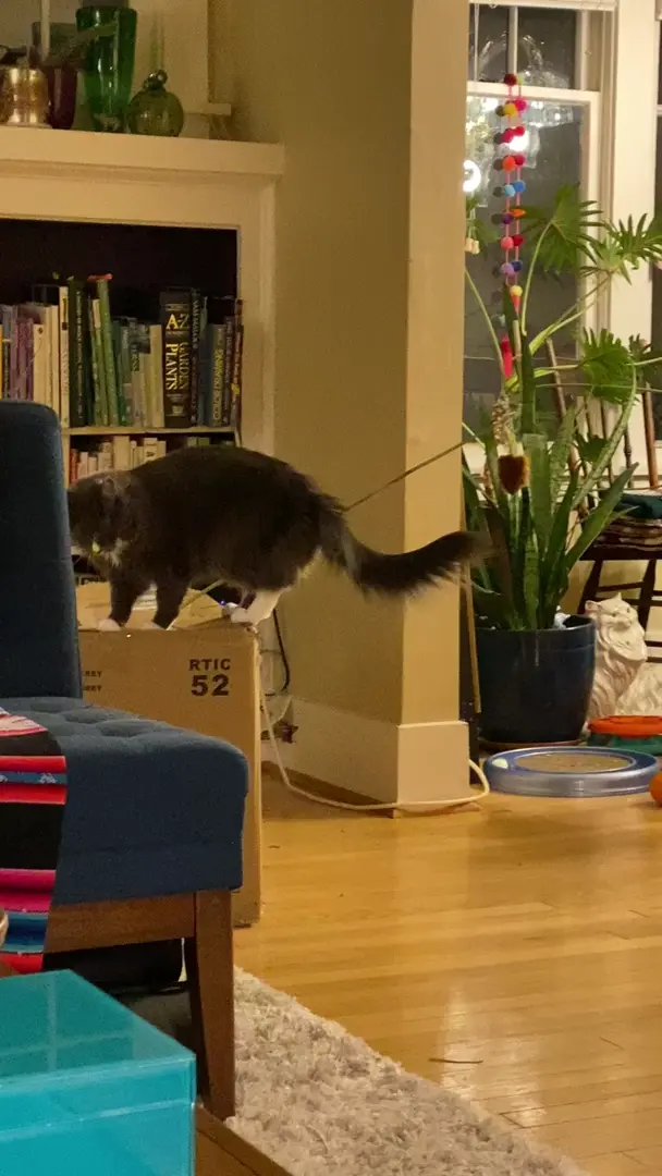 Cat taps, claps, and a finale slap | Scrolller