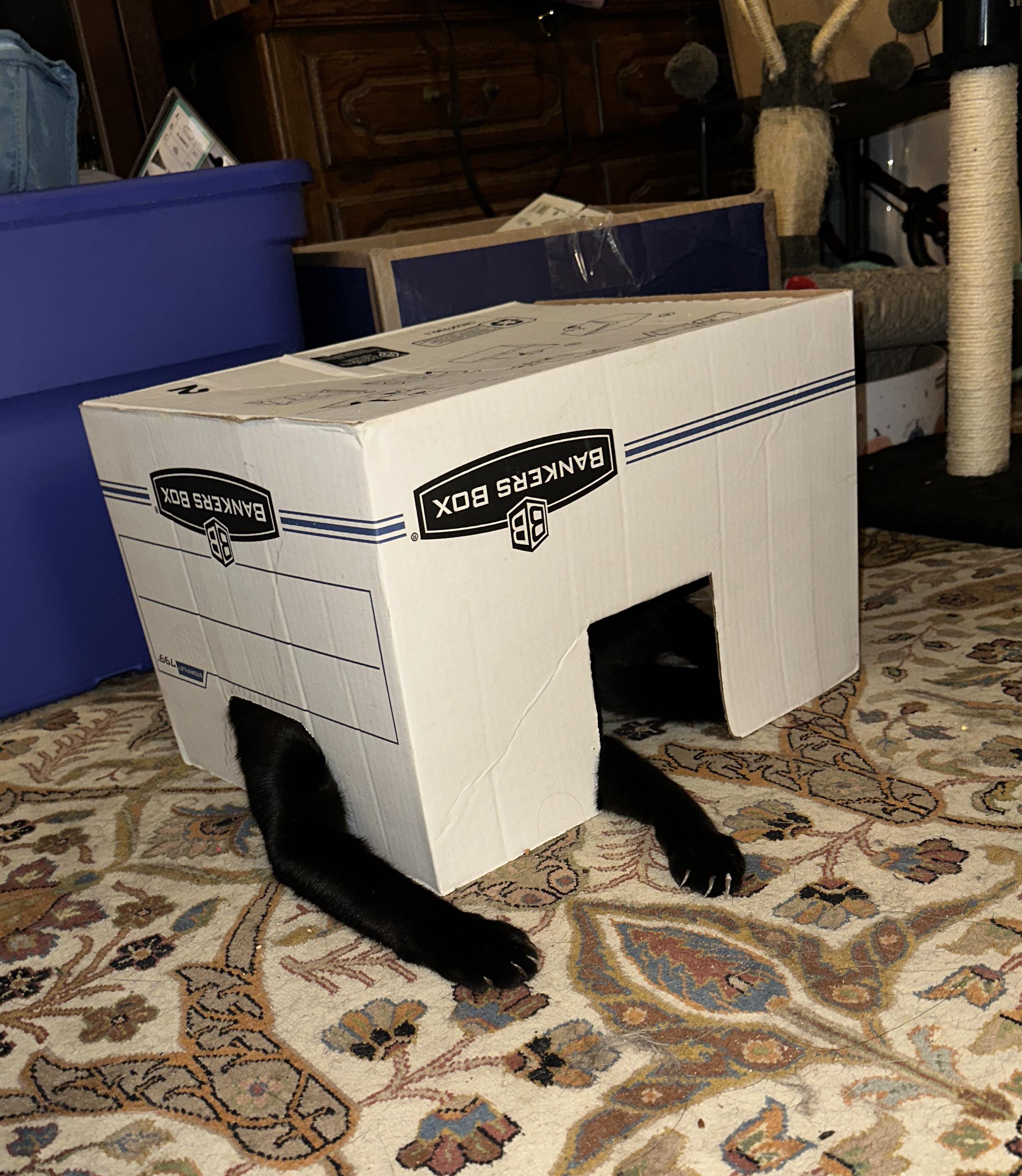 Cat trap is working | Scrolller