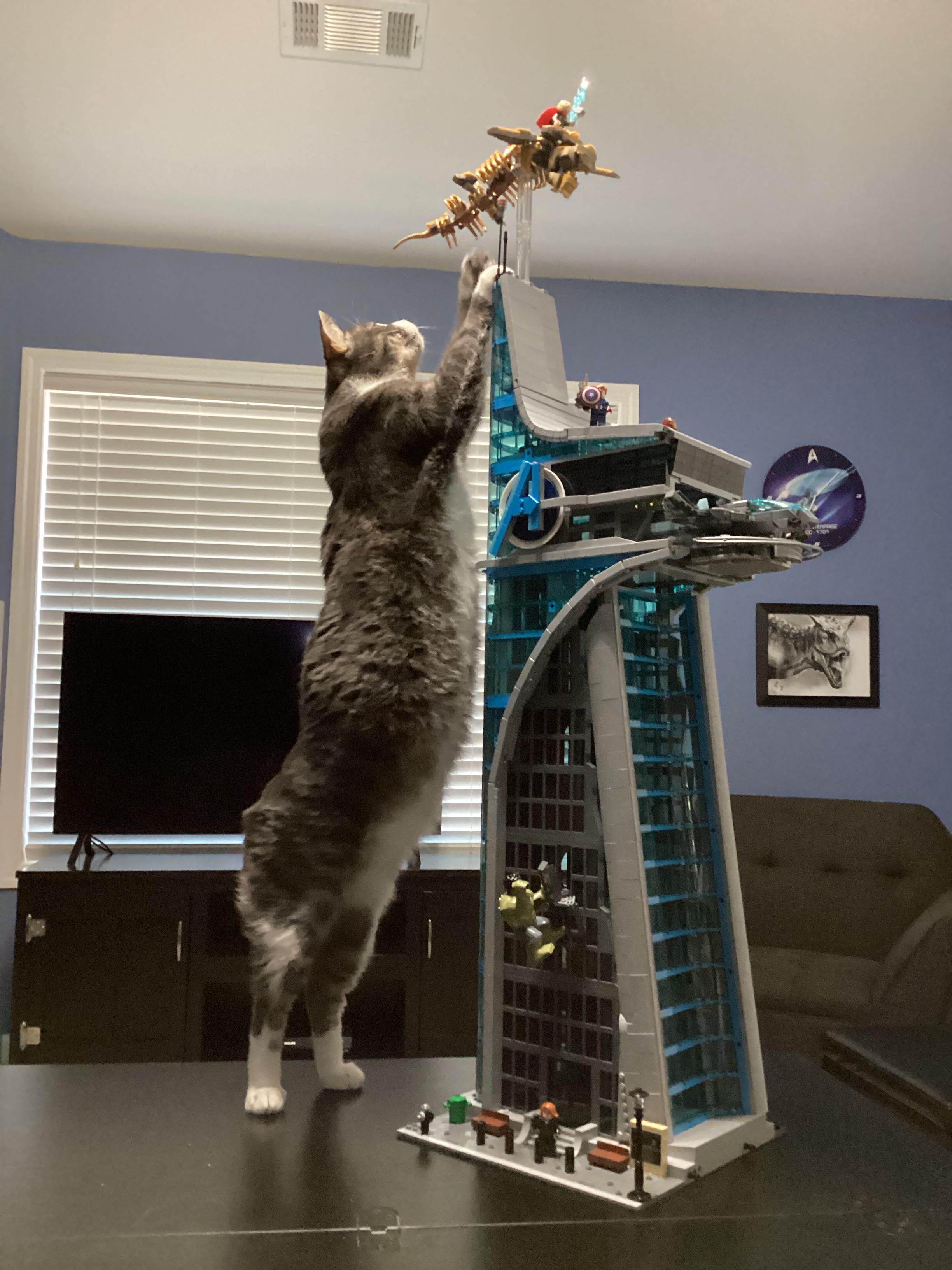 Cat vs. Avengers Tower | Scrolller