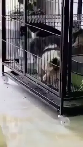 Cats are liquid. | Scrolller