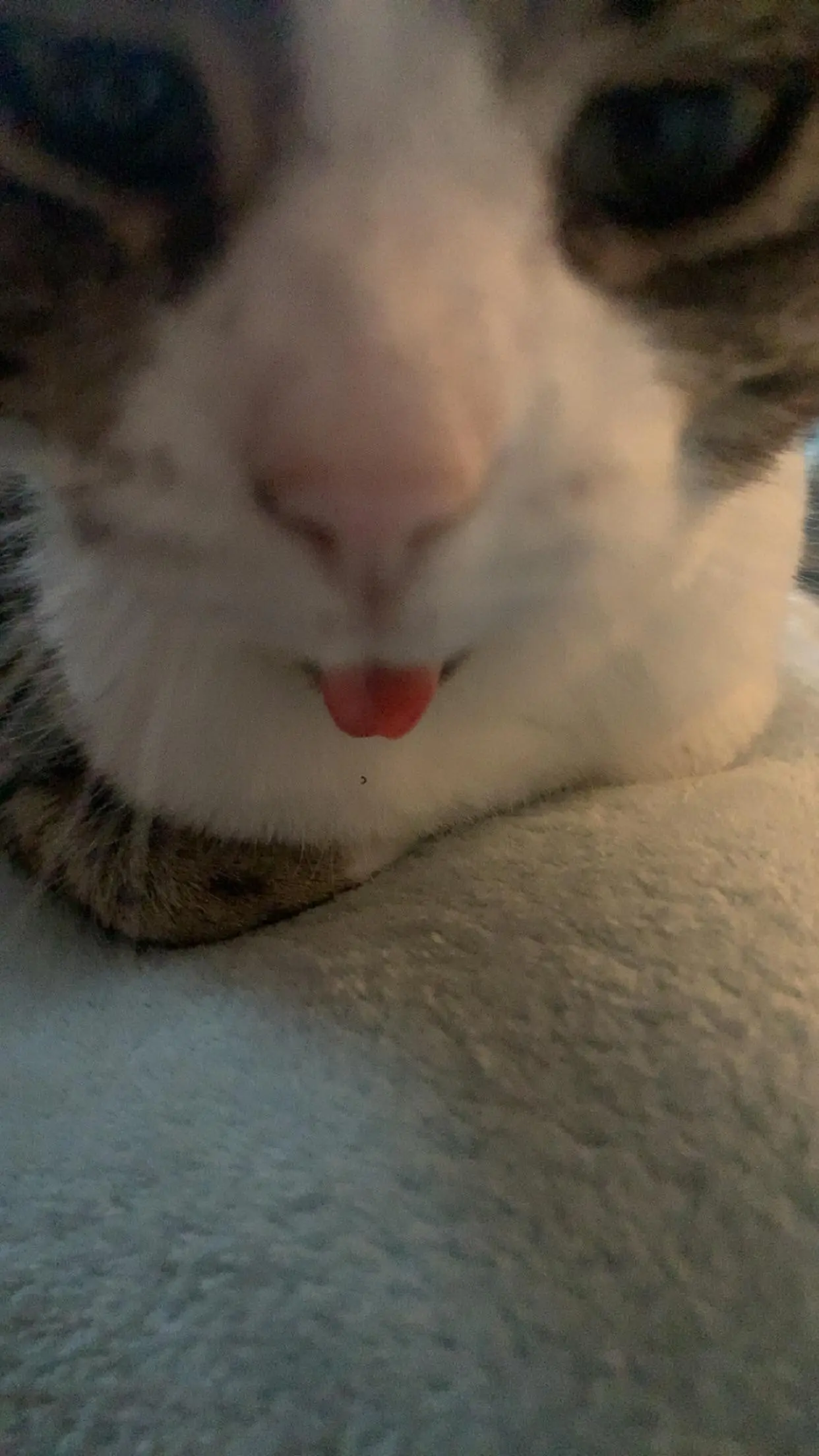 Caught the blep before she yawned | Scrolller