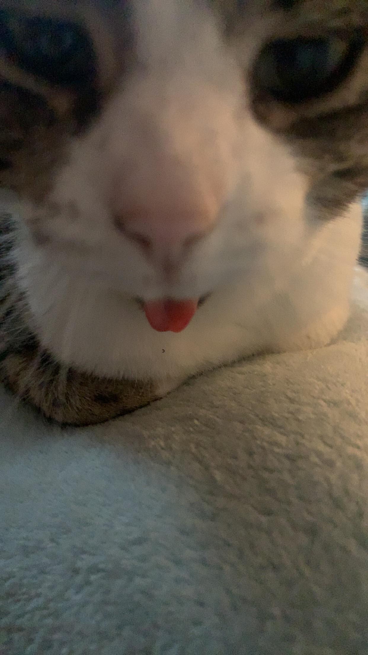 Caught the blep before she yawned | Scrolller