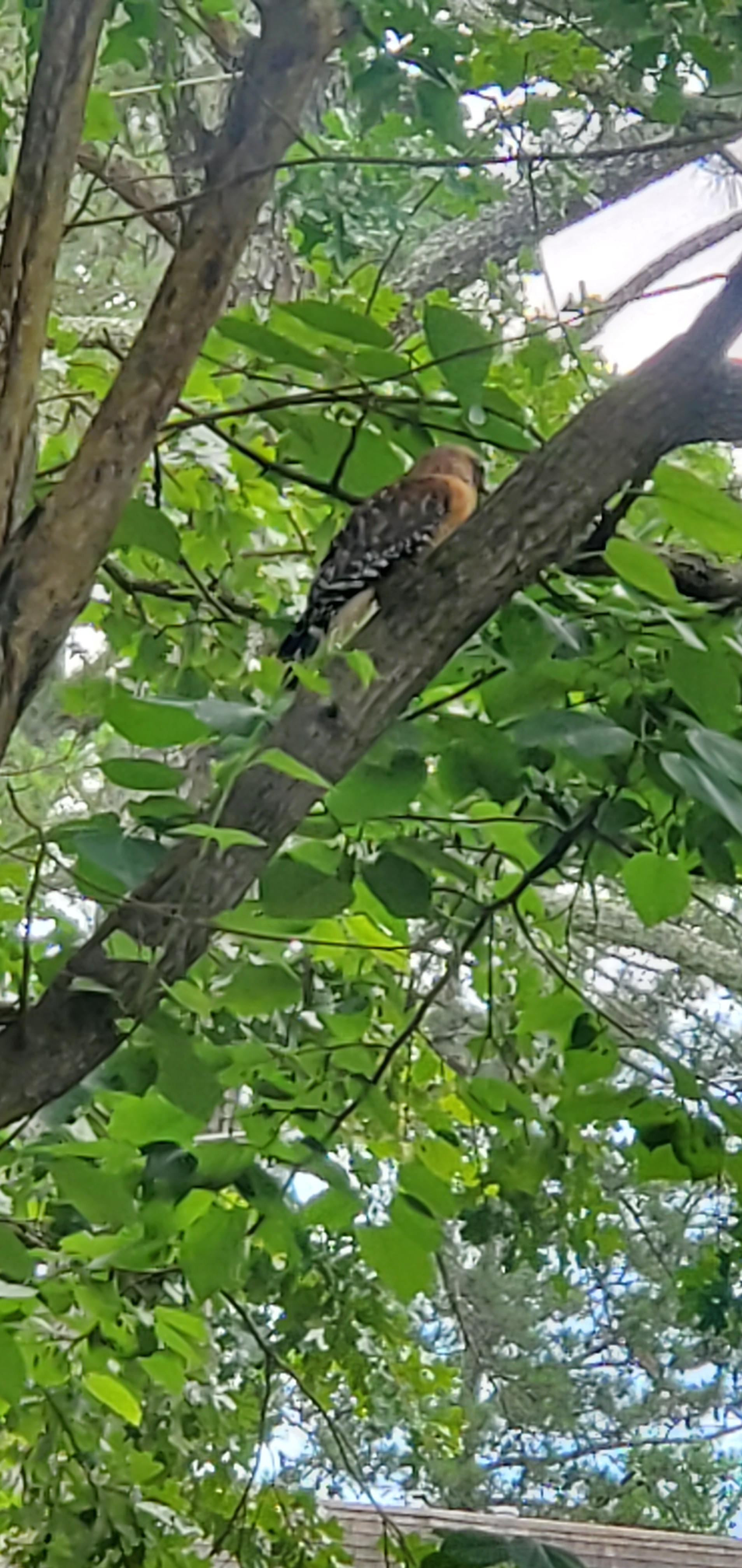 What is this a falcon or a hawk? | Scrolller