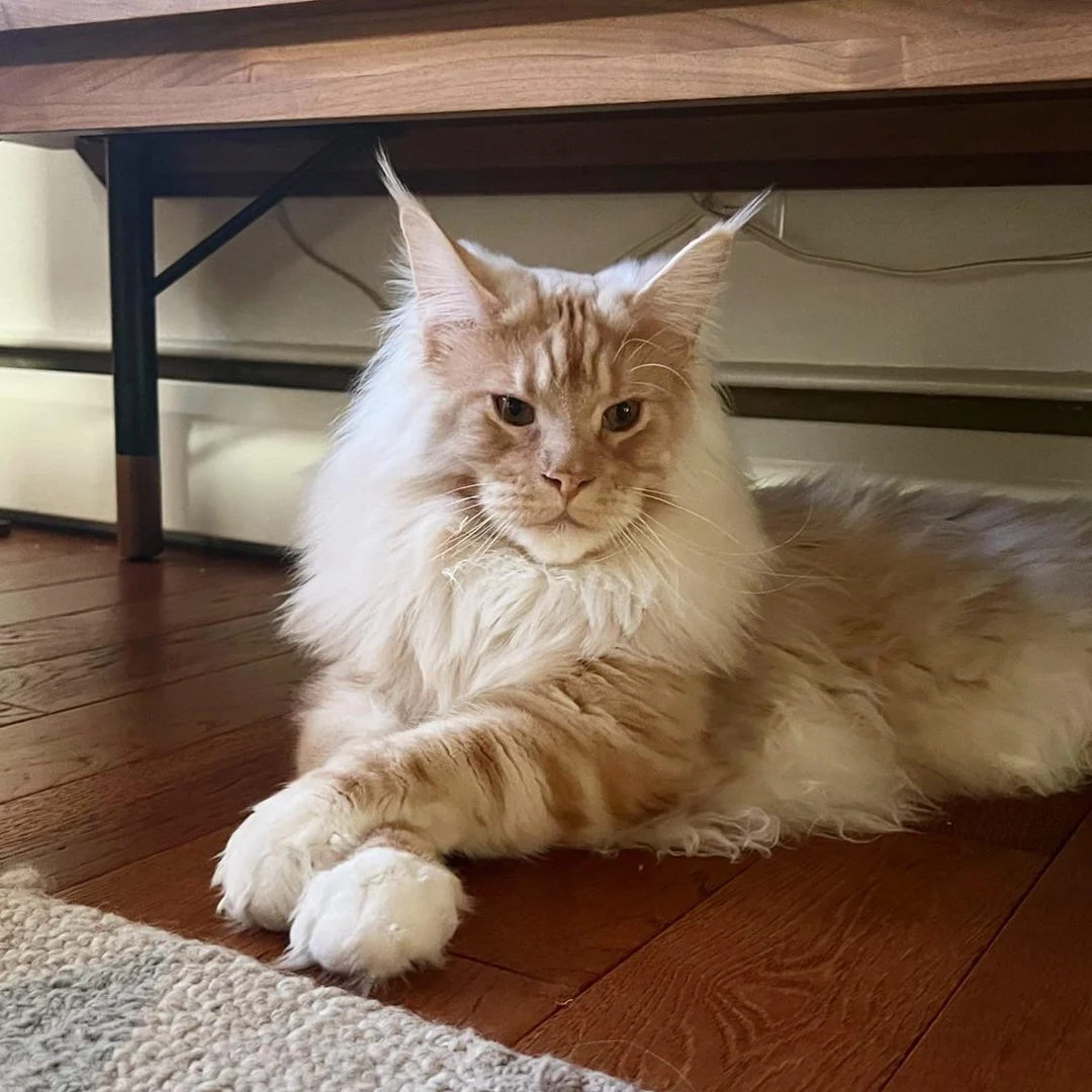 Furrrnando being polite | Scrolller