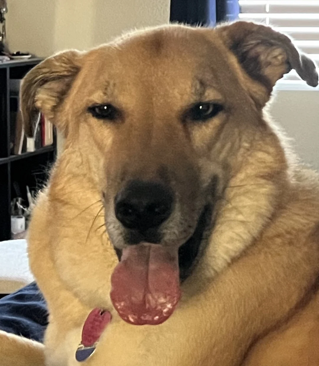 Living his best derpy life | Scrolller