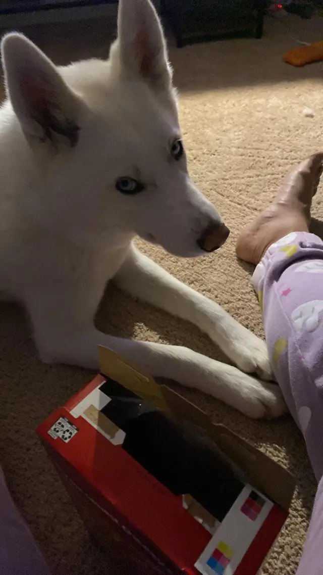 Husky judgement | Scrolller