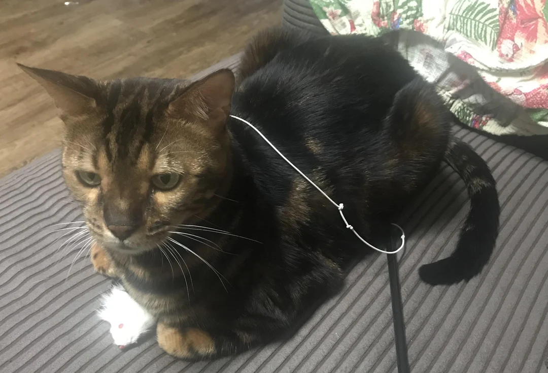 Discover more like Catloaf: Loaf pretending to be normal peaceful creature after trying to eat ...