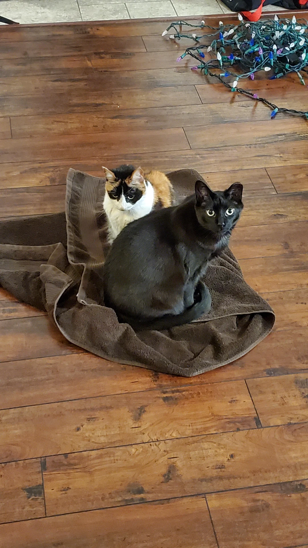 Threw my bath towel downstairs to be washed and created an accidental cat trap... | Scrolller