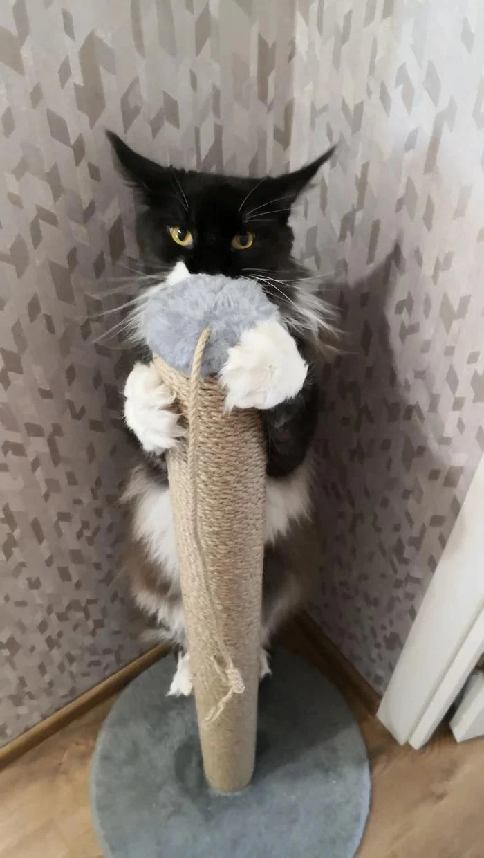 New scratching post | Scrolller