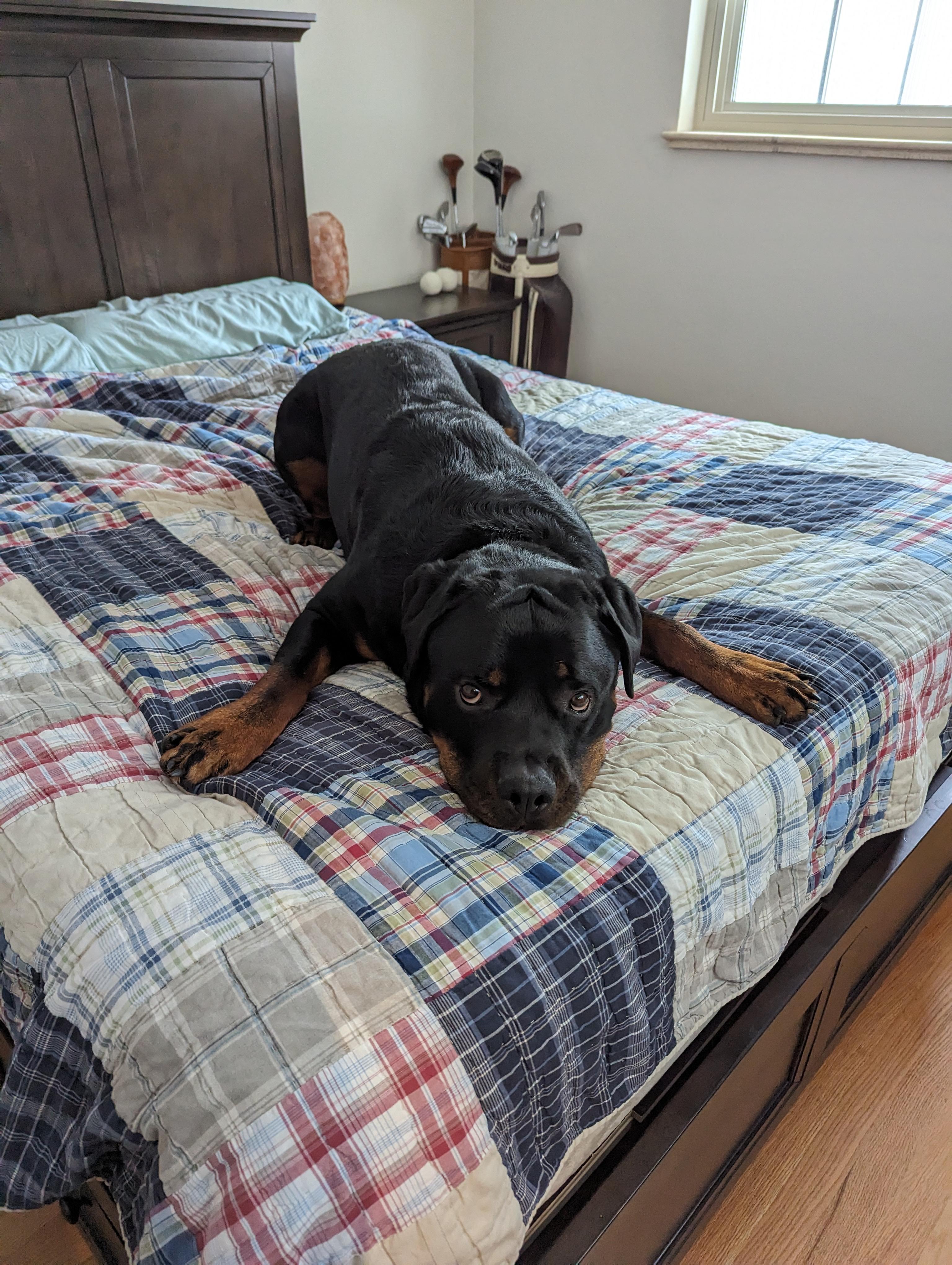 I think I have bed bugs | Scrolller