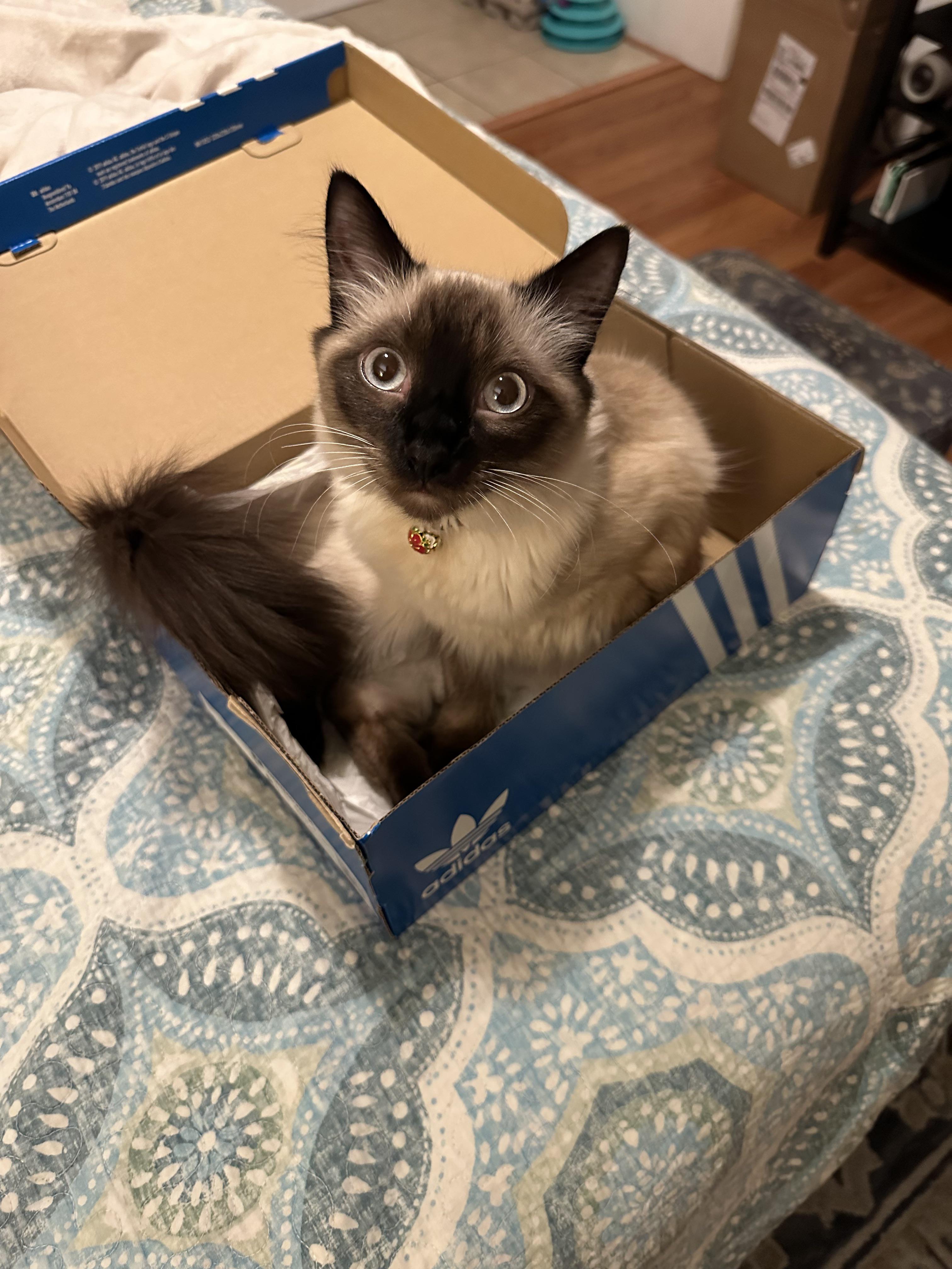 HALO (OC) | Scrolller