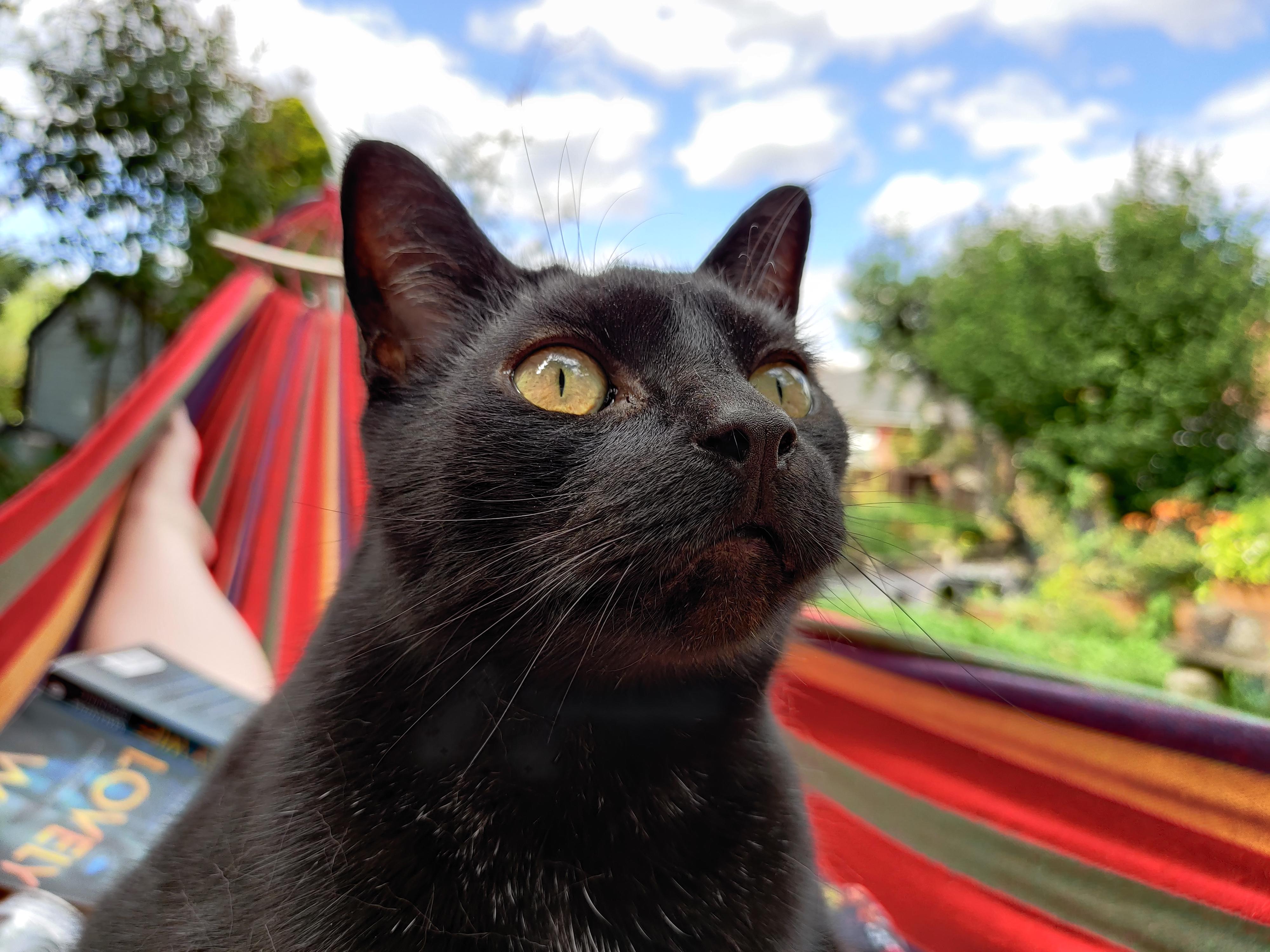 Heathcliff sharing his hammock with hooman | Scrolller