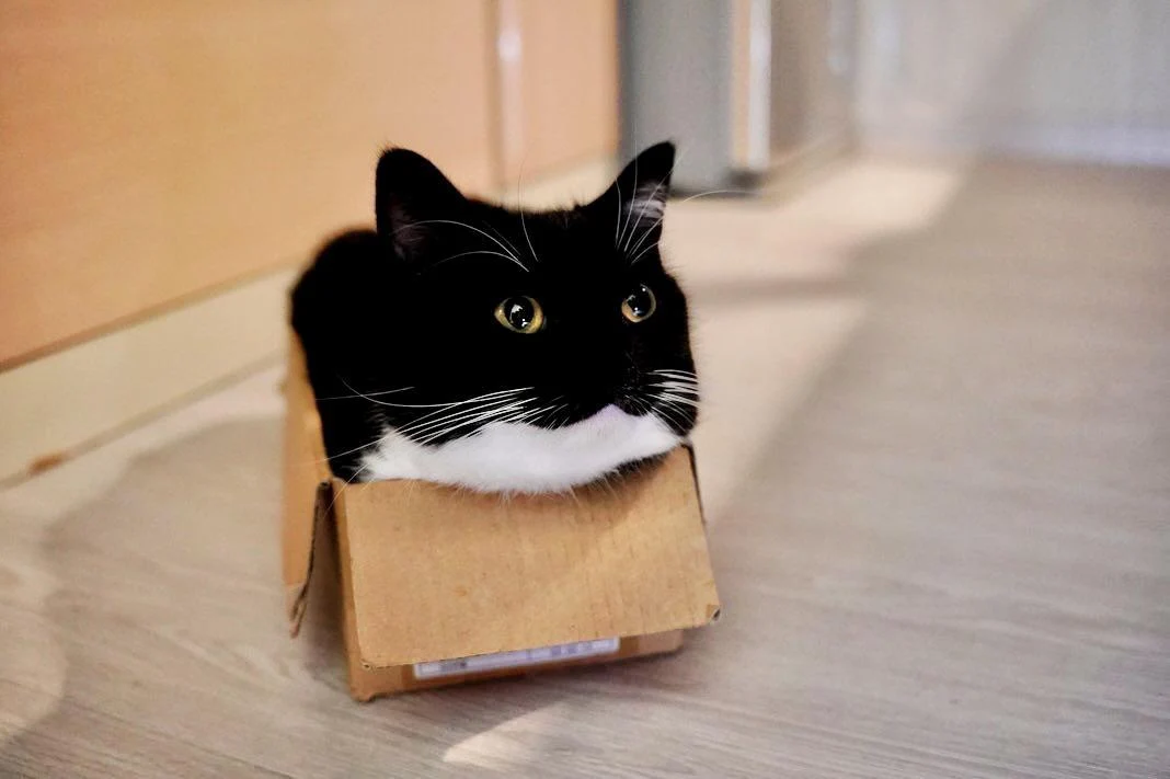 Classic Uni cat | Scrolller