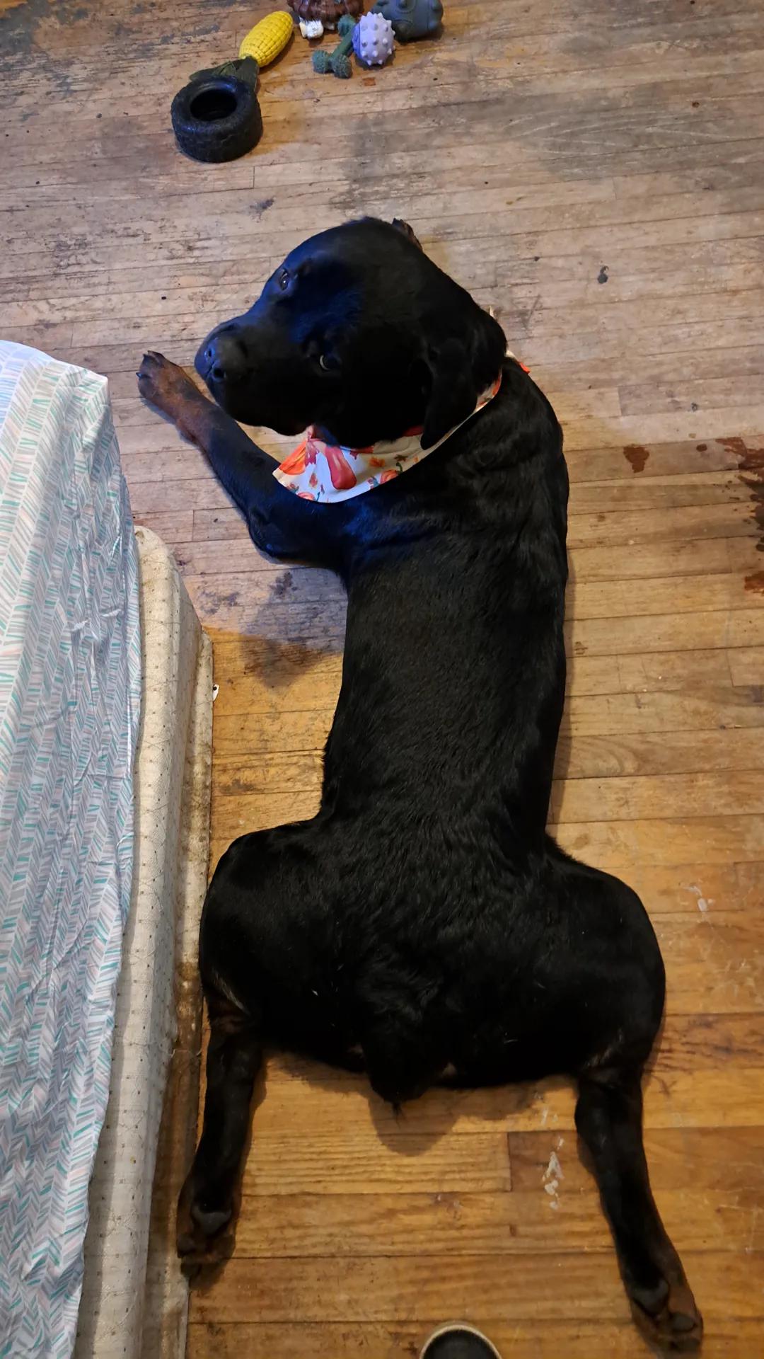 Meet milo | Scrolller