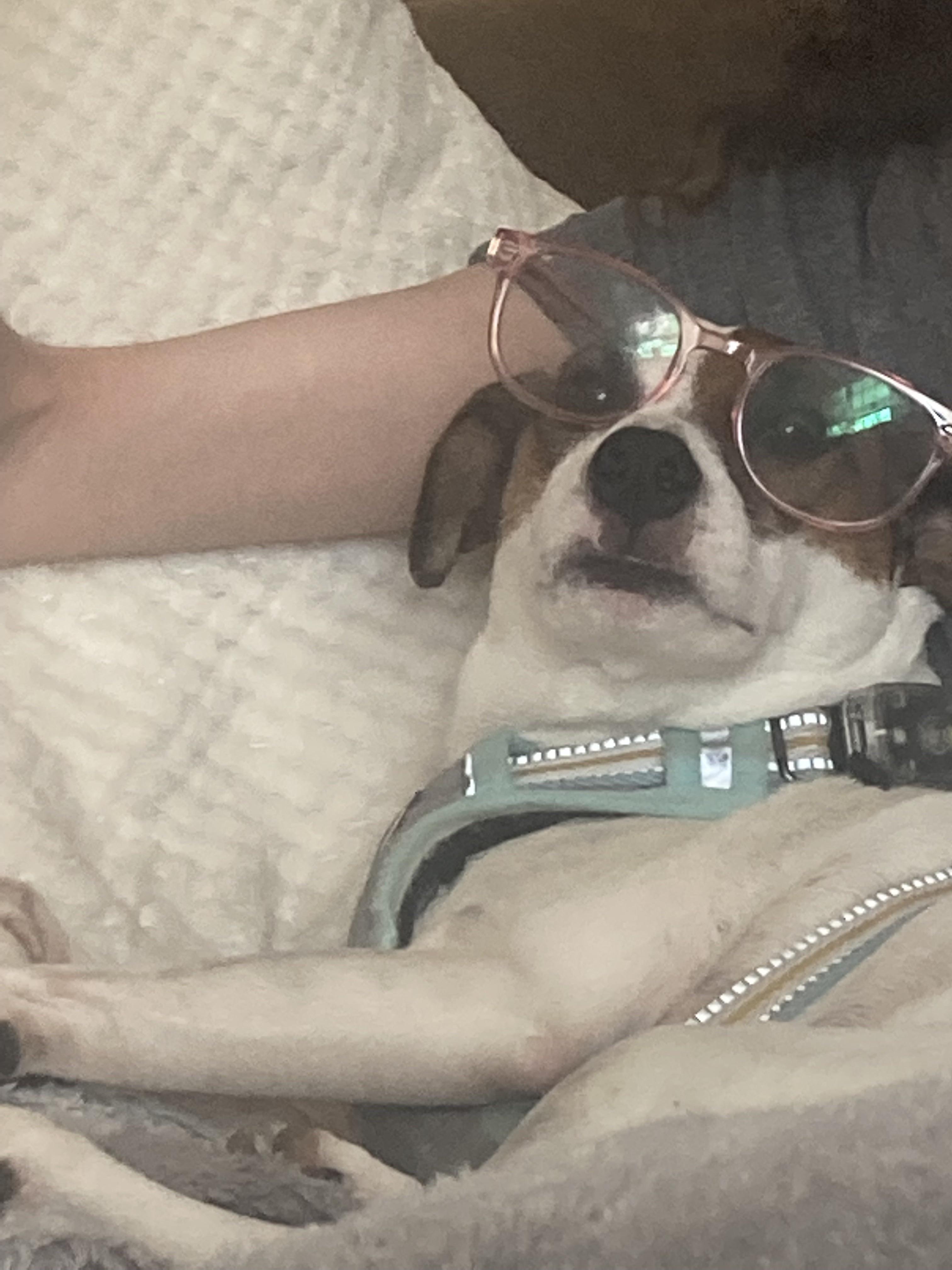 Dobby dog | Scrolller