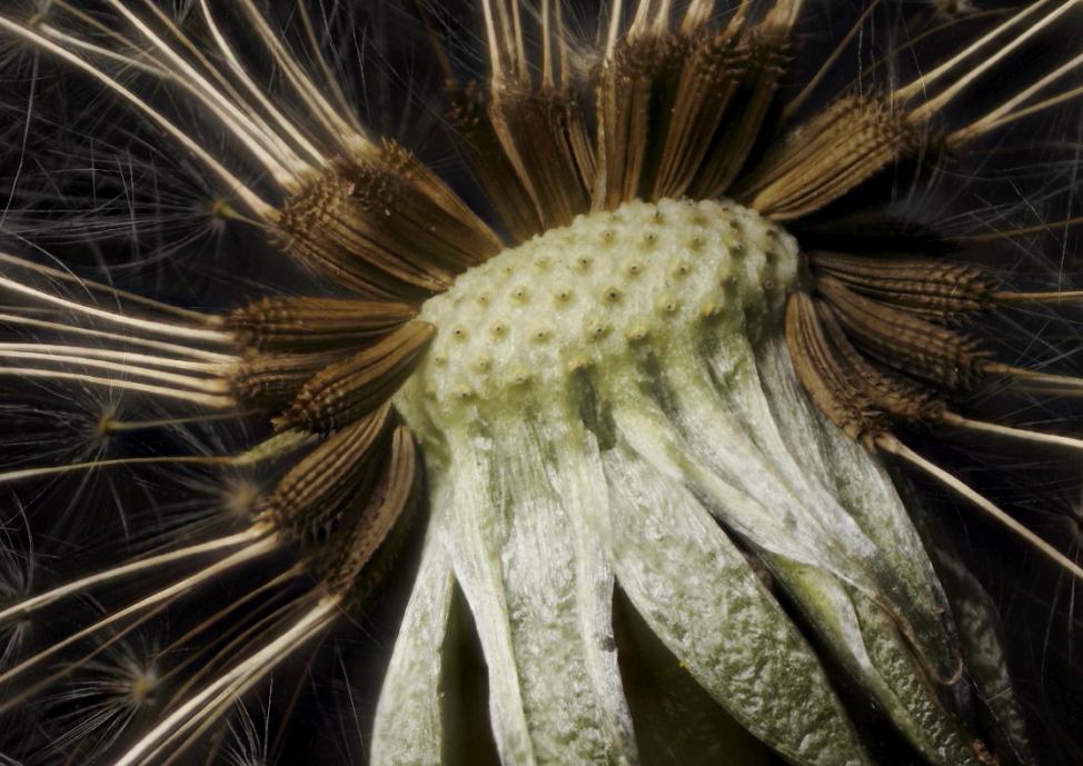 My photo-stack attempt at the seed head of a dandelion | Scrolller