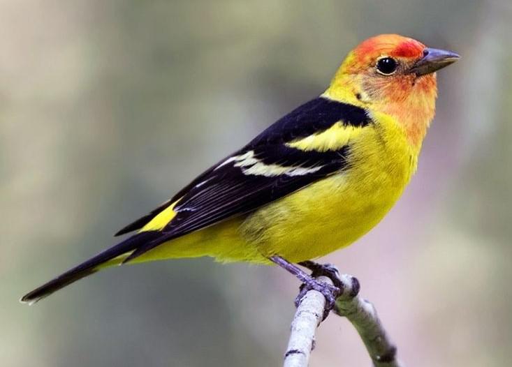 Western Tanger | Scrolller