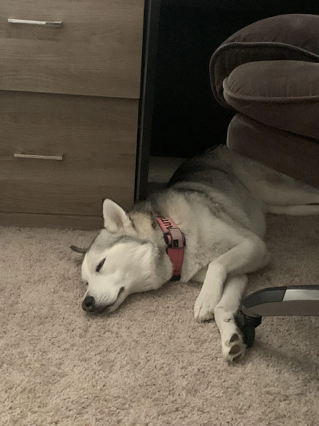 Grumpy Husky and her Blow-Out | Scrolller