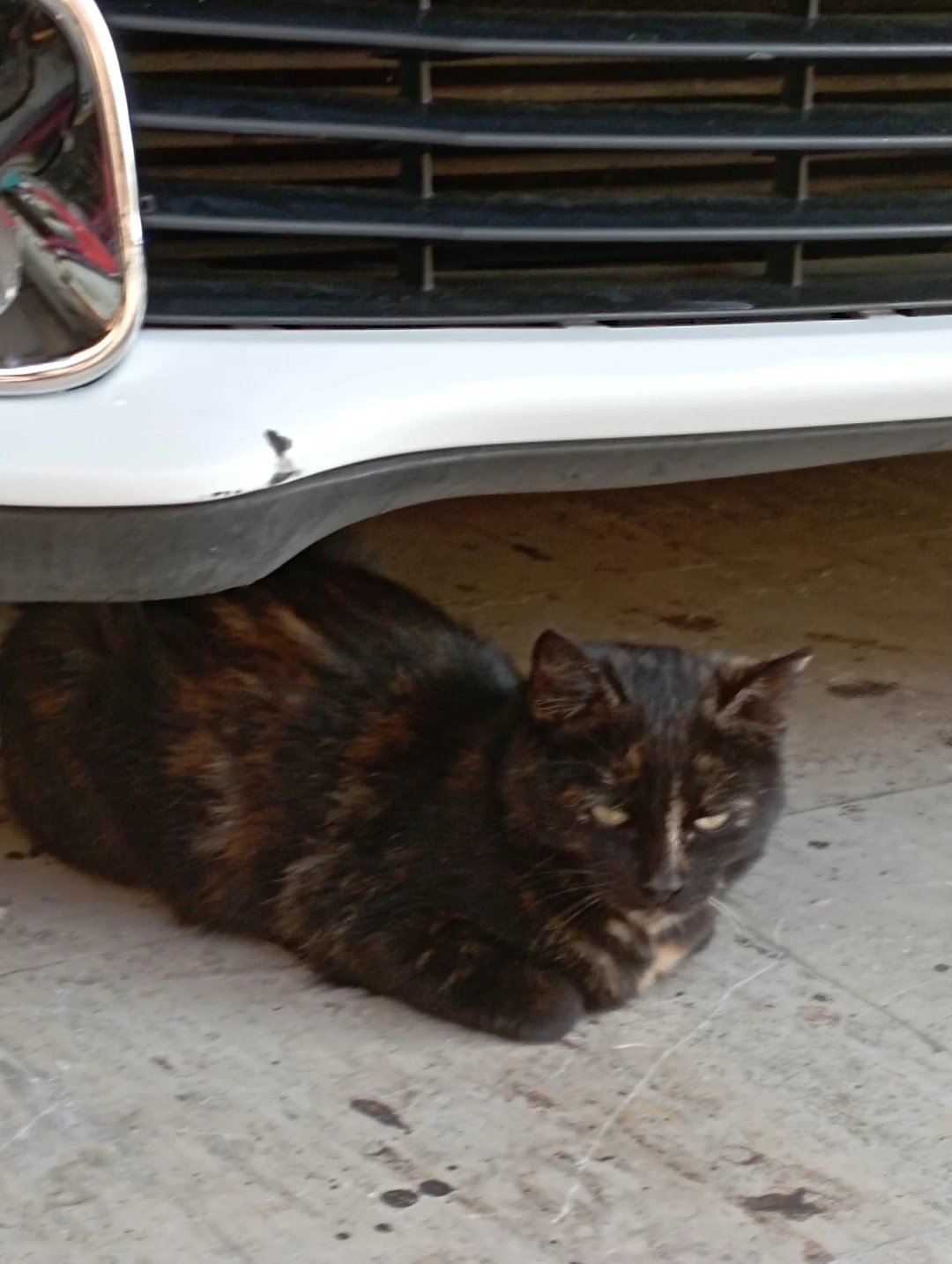 Finally caught her doing the loaf | Scrolller