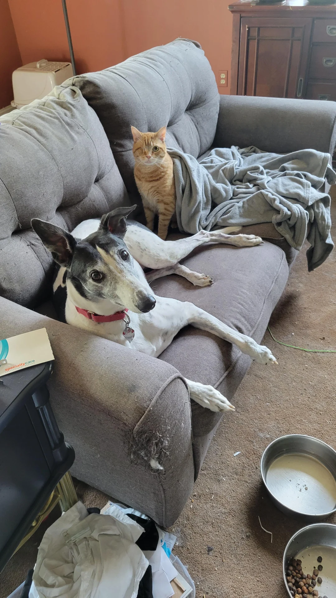 My greyhound | Scrolller