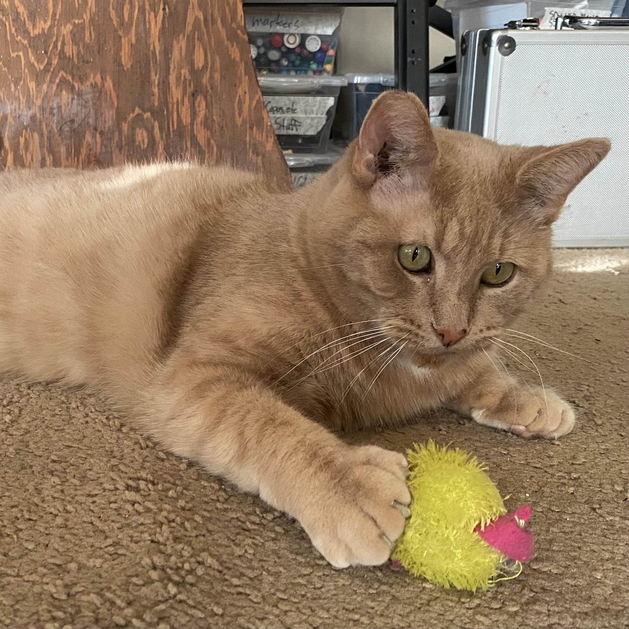 Major Tom appears to be having an existential crisis mid mouse time. | Scrolller