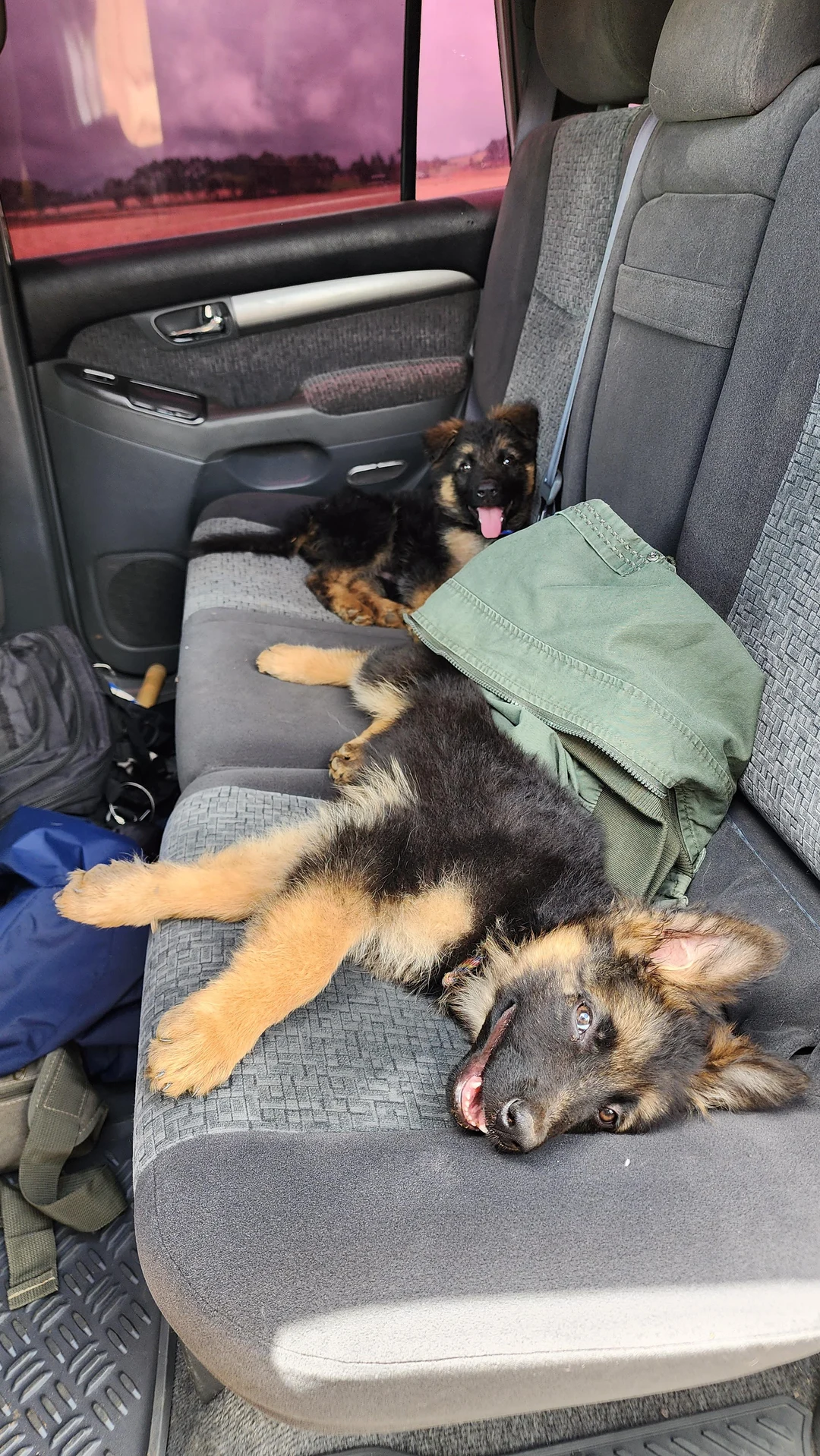 Our new GSD pups on their first road trip | Scrolller
