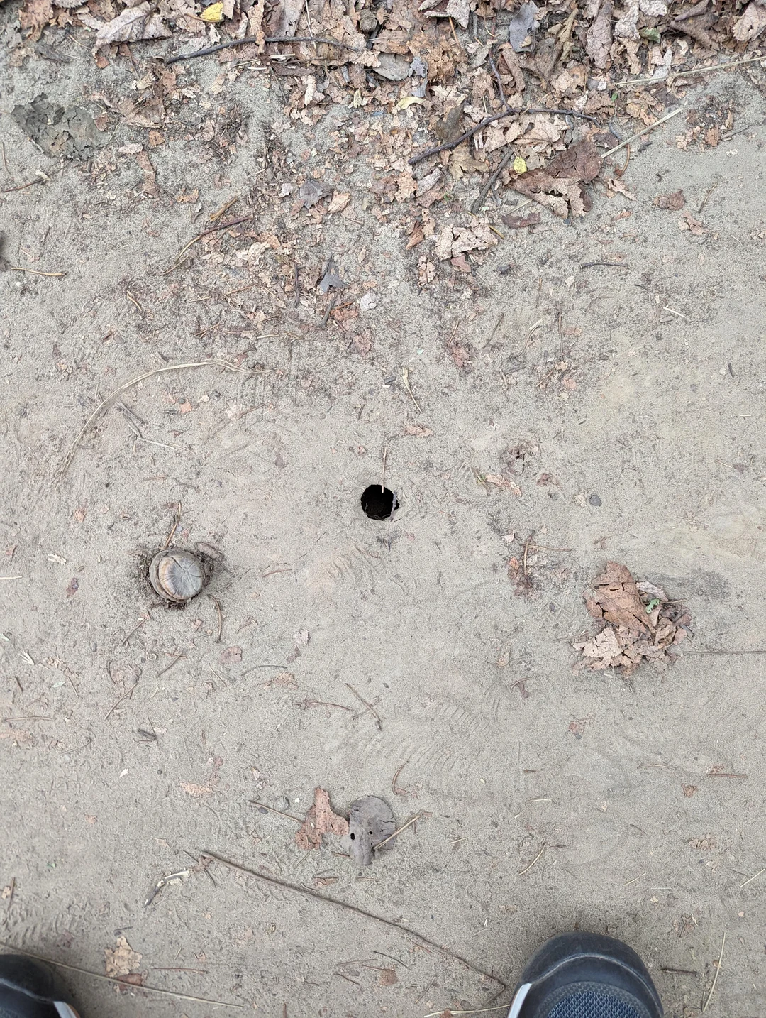 A tight hole on the forest ground | Scrolller