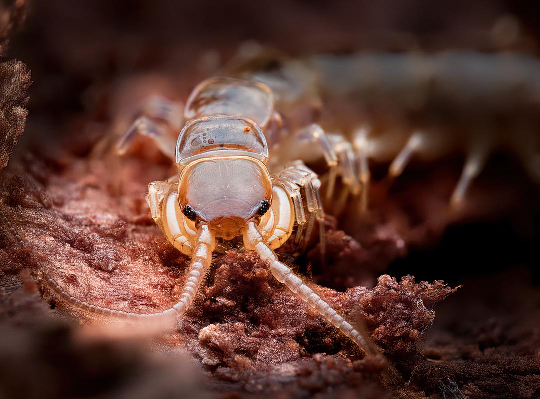 British centipede. | Scrolller