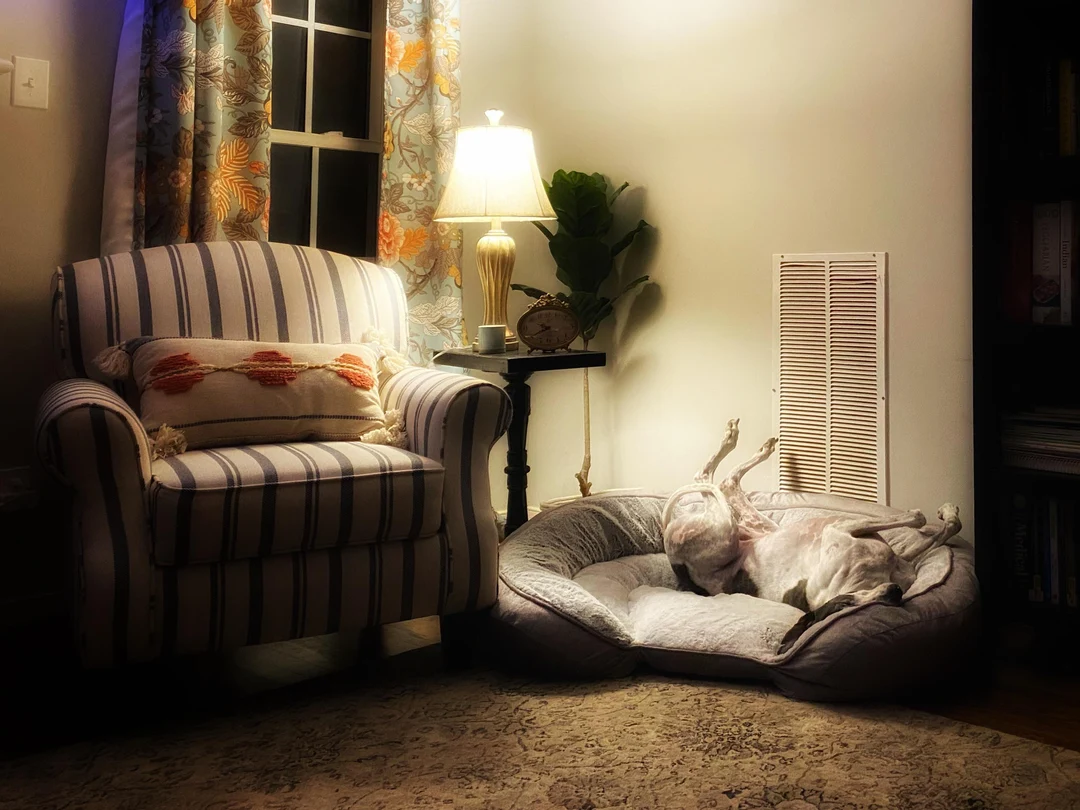 Lil roach in the new doggy bed | Scrolller