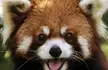 Red panda | Scrolller