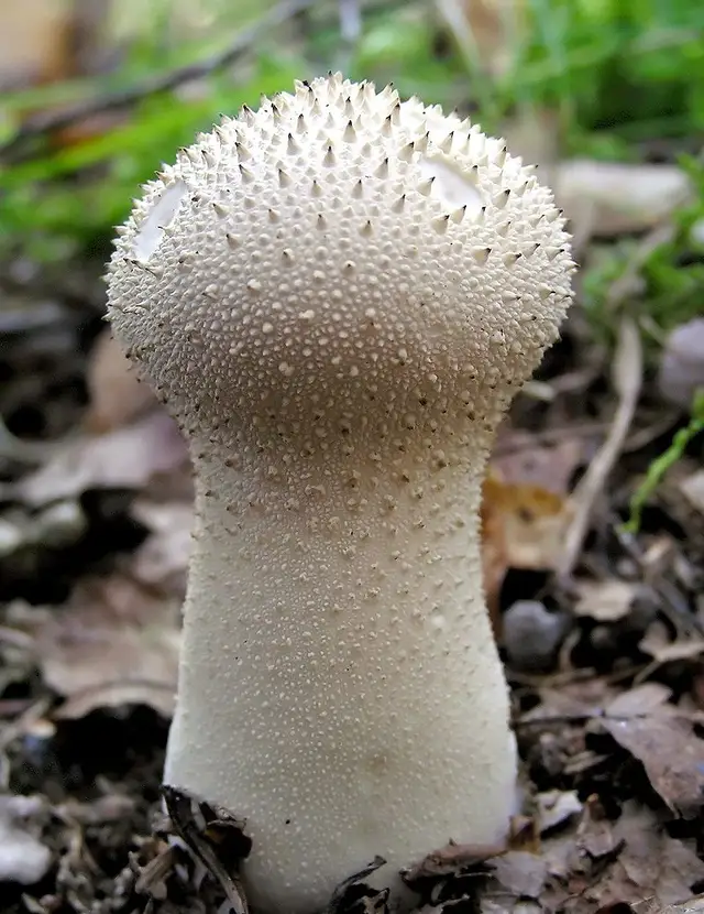 Common puffball | Scrolller