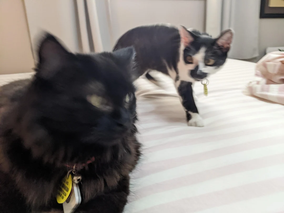 Blurry picture of cats | Scrolller