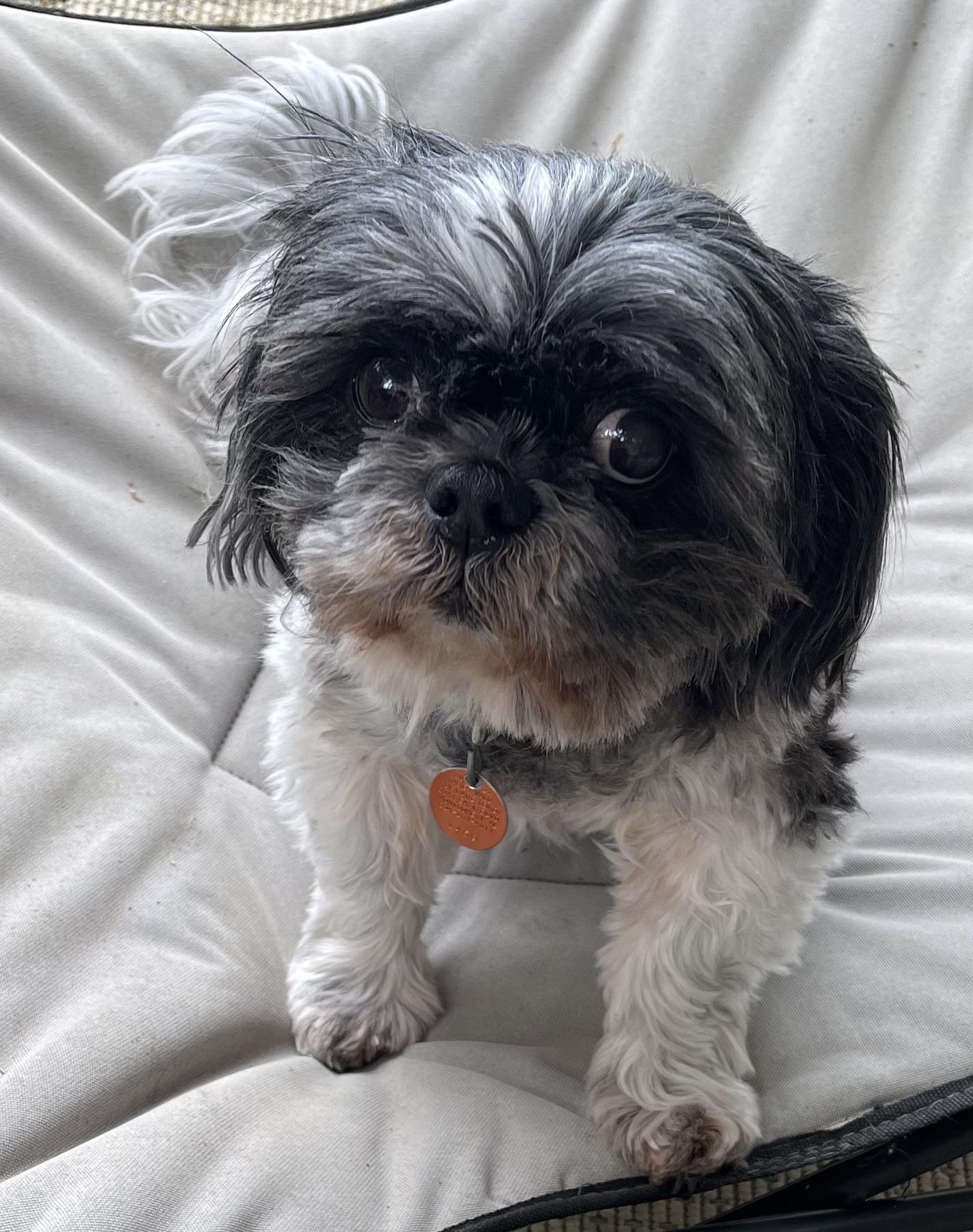 Happy 15th Birthday Daisy | Scrolller