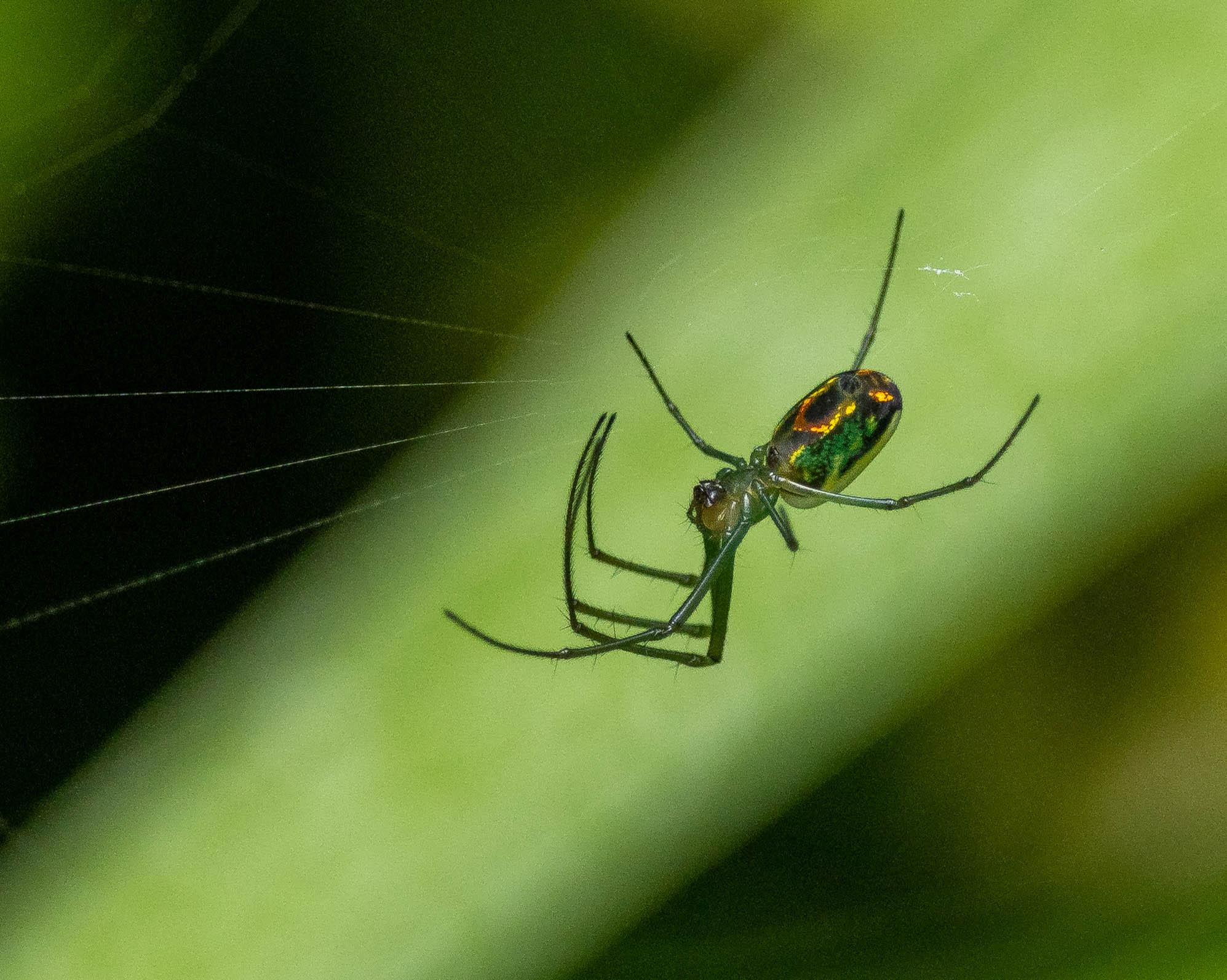 An Ecuadoran Mirror Spider | Scrolller