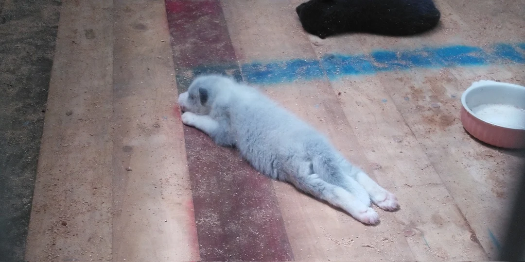 fop does a sploot! | Scrolller