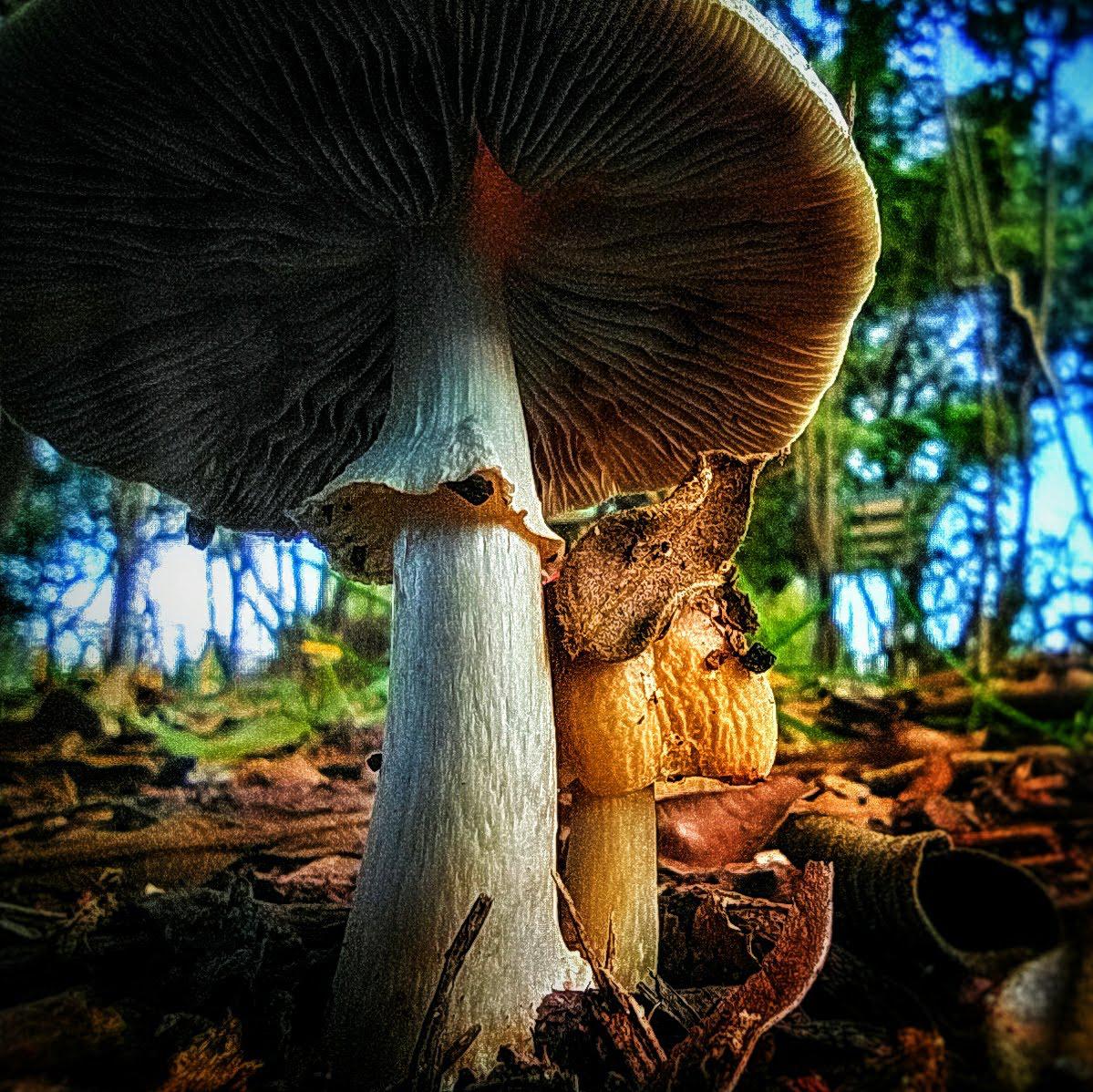 Under the mushroom | Scrolller