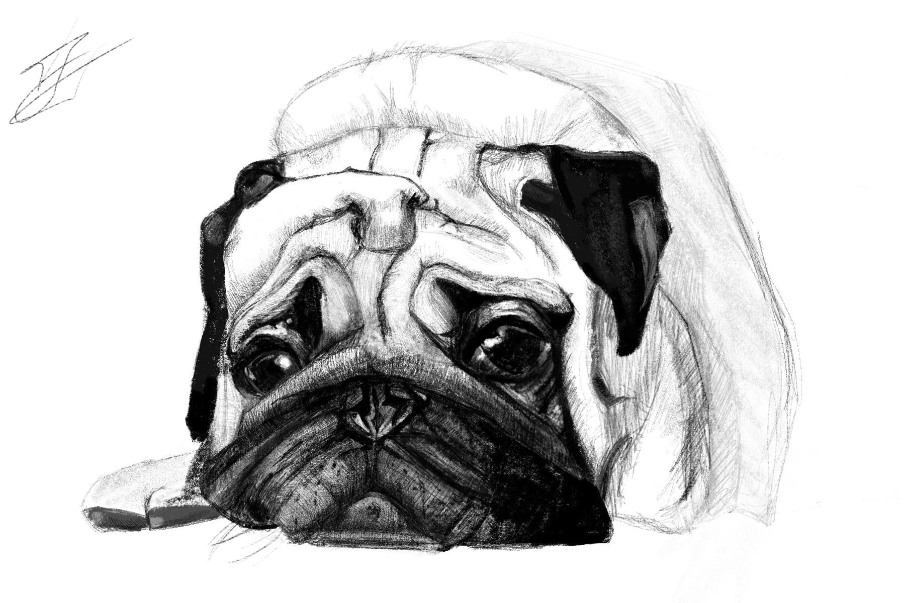 Pug(Name: Bony), Me, Procreate, 2022 | Scrolller