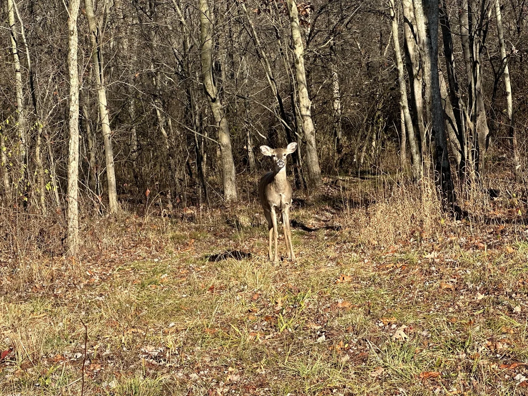 Small doe | Scrolller