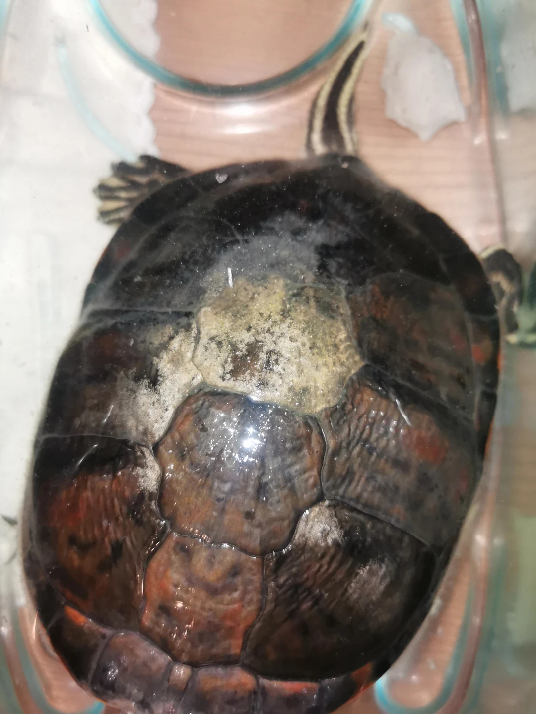 Whats wrong with my turtle? | Scrolller