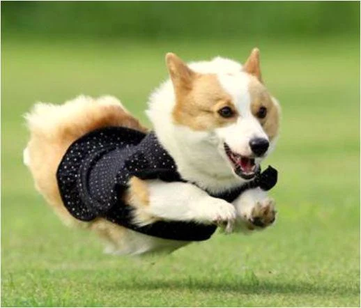 This Cute 'Flying' Pembroke Welsh Corgi 🐶 | Scrolller