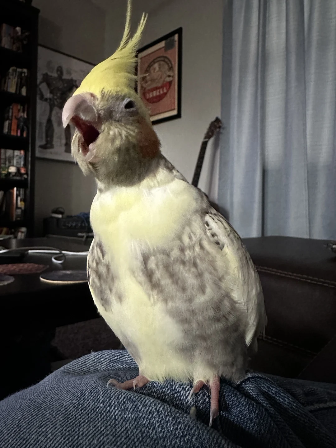 Majestic! | Scrolller