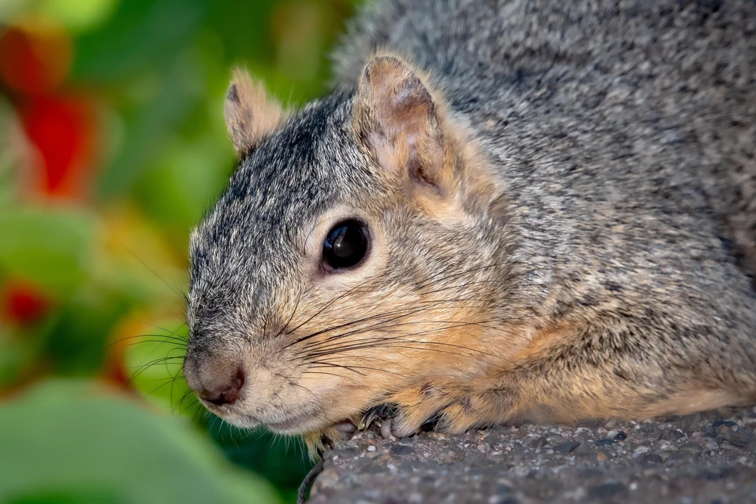 Sweet Mother Squirrel | Scrolller