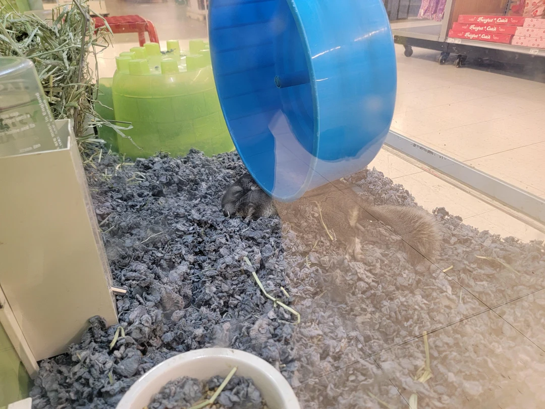 Is this chinchilla dead? | Scrolller