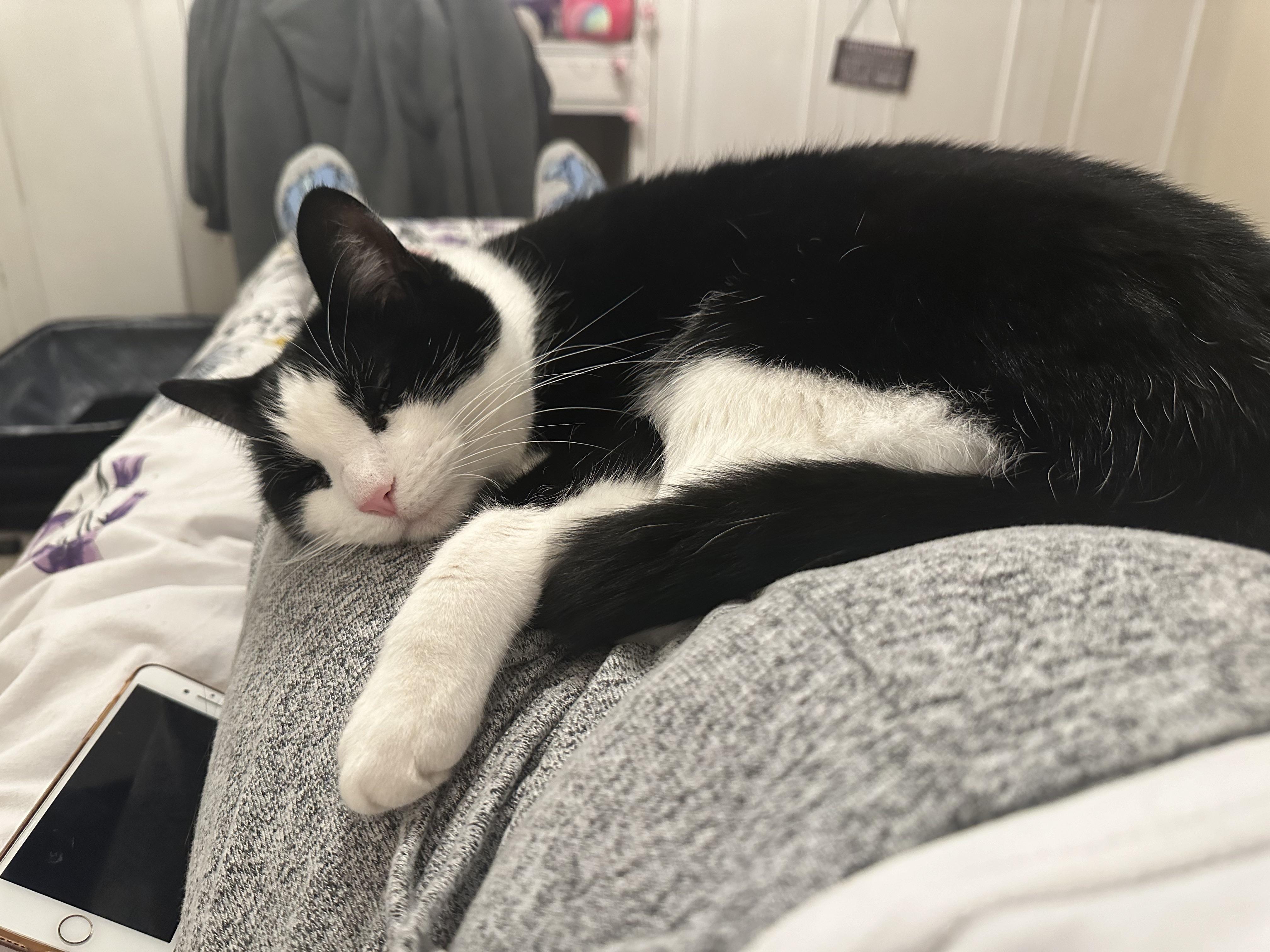 Stitch made himself comfy | Scrolller