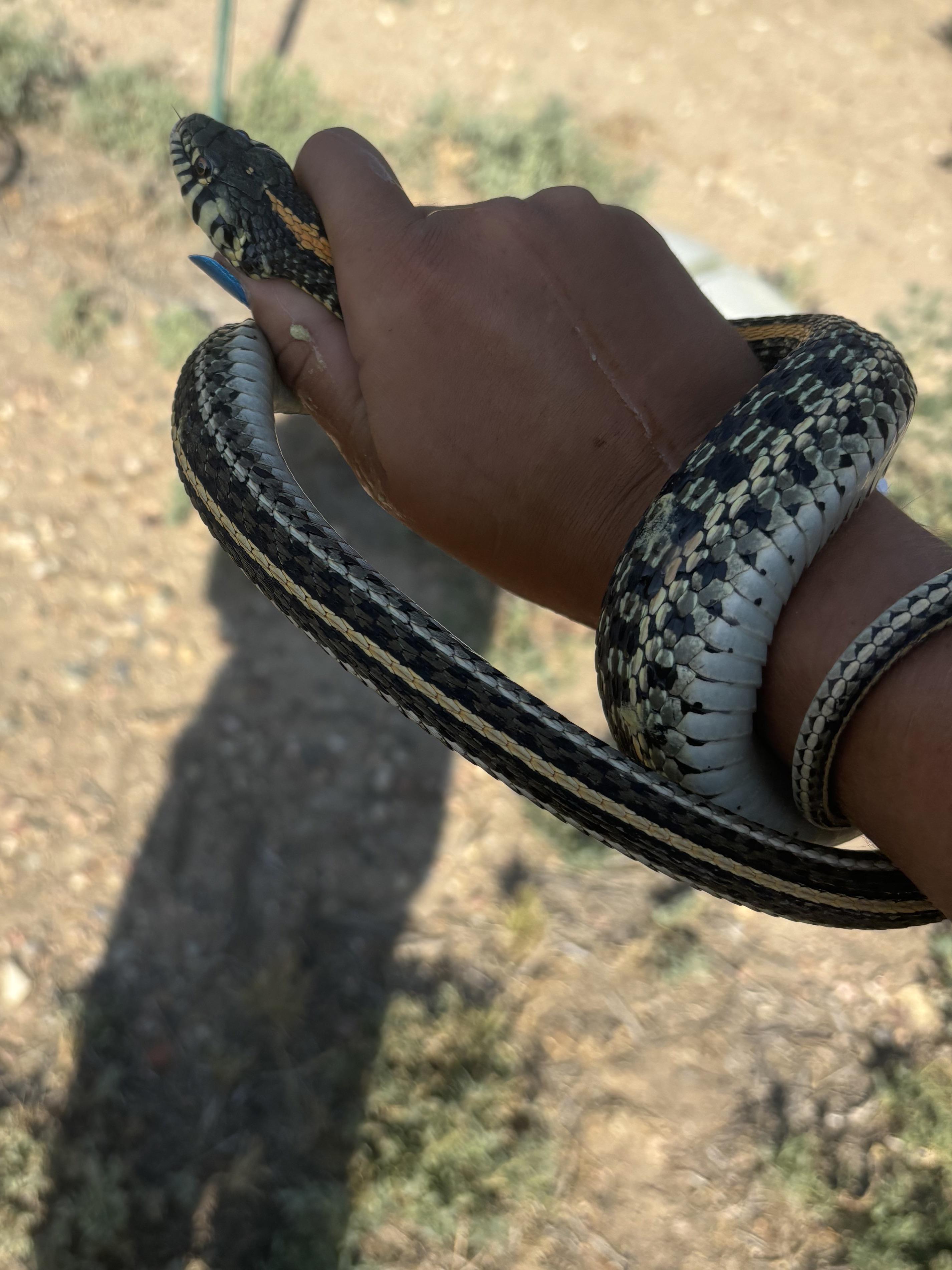 Wild garter snake | Scrolller